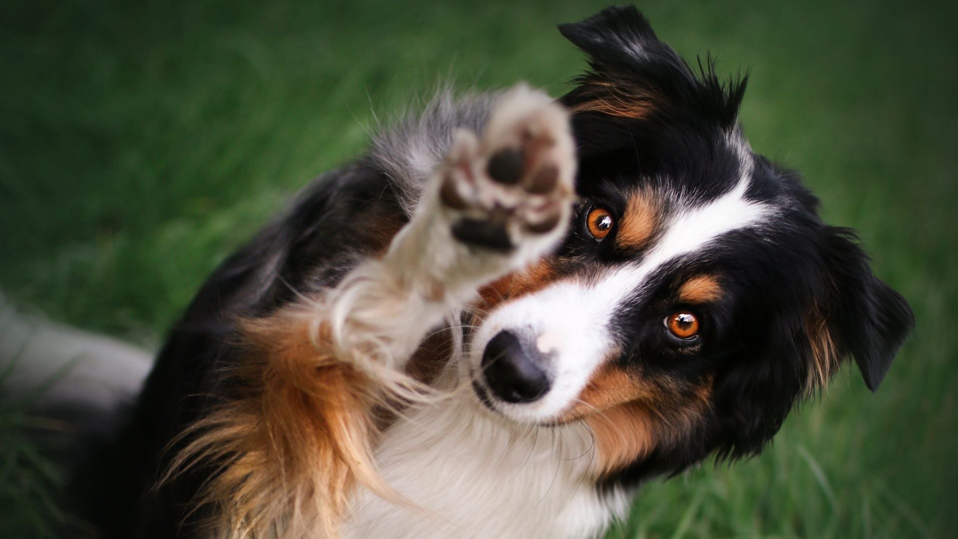 Doggie Dilemmas : How to Solve Common Behavior Issues in Dogs? – Knine Culture