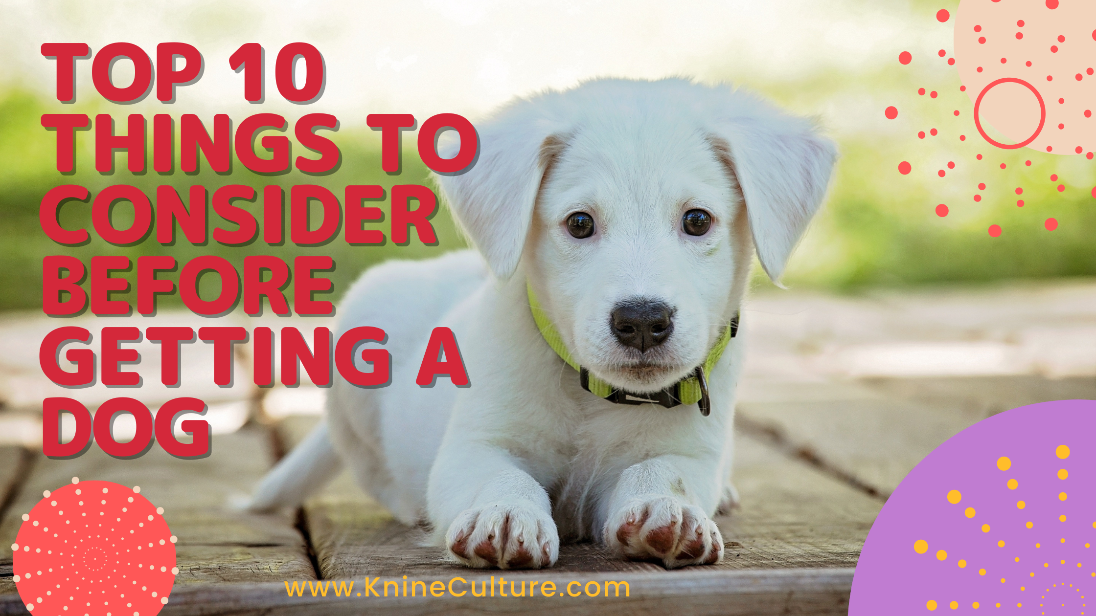 considerations before getting a dog