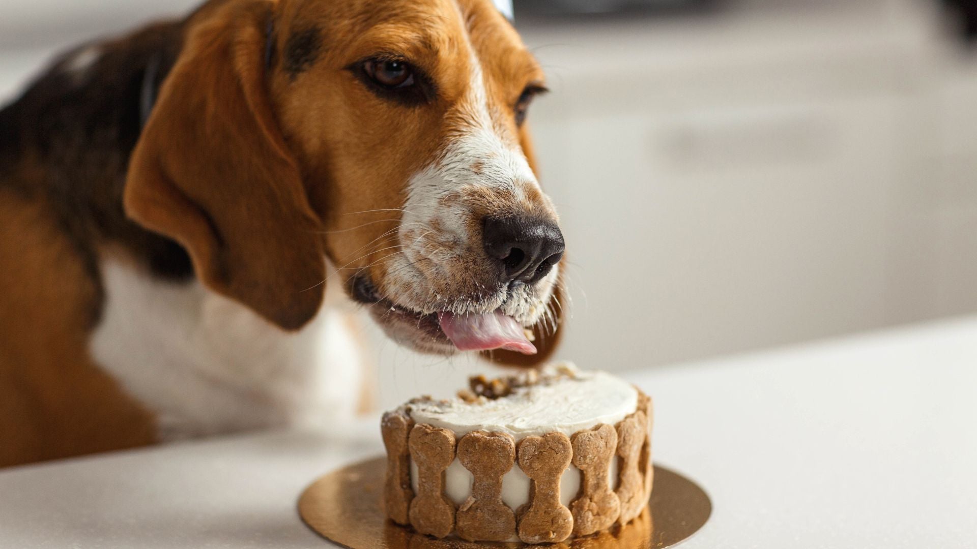 6 Best Dog Bakeries in Singapore – Knine Culture
