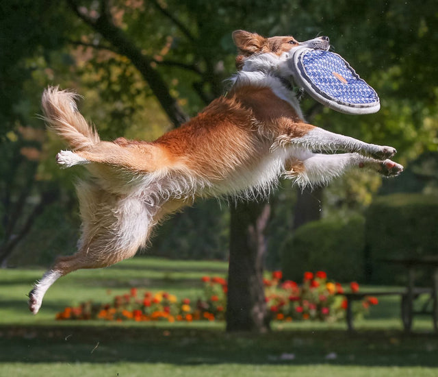 6 Benefits of Playing Fetch with Your Dog in Singapore – Knine Culture