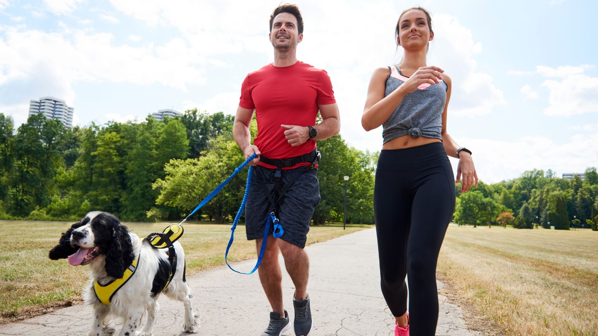 Exercise Your Dog for a Happy and Fit Life in Singapore – Knine Culture