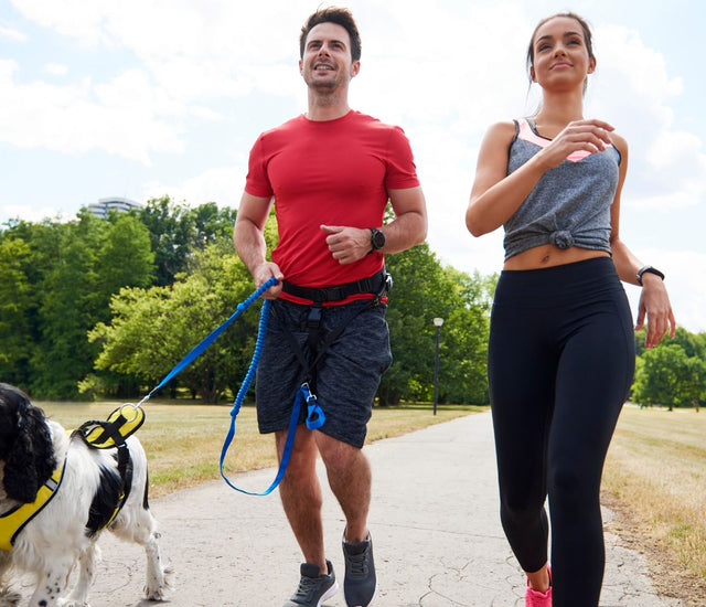 Exercise Your Dog for a Happy and Fit Life in Singapore – Knine Culture