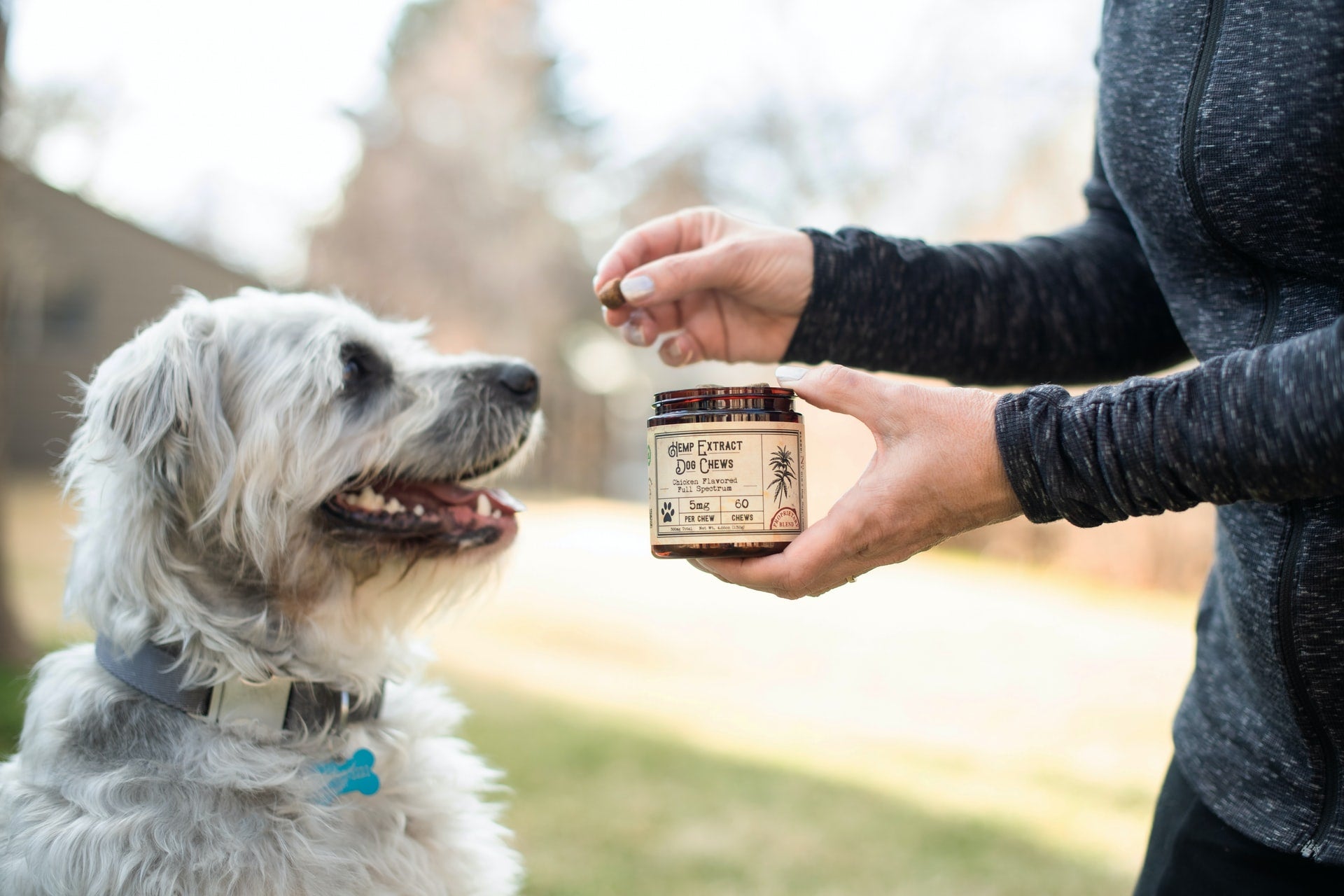 How to choose the right supplements for your dog's individual needs | K ...