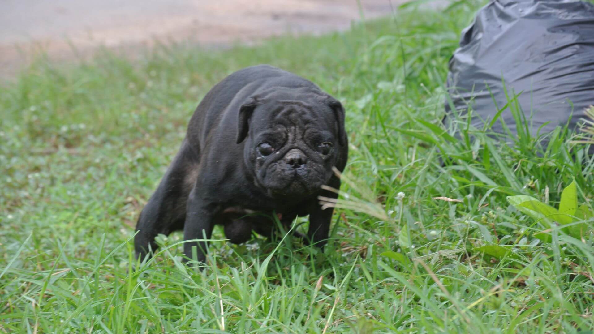 Gastrointestinal Woes in Dogs – What You Need to Know? – Knine Culture