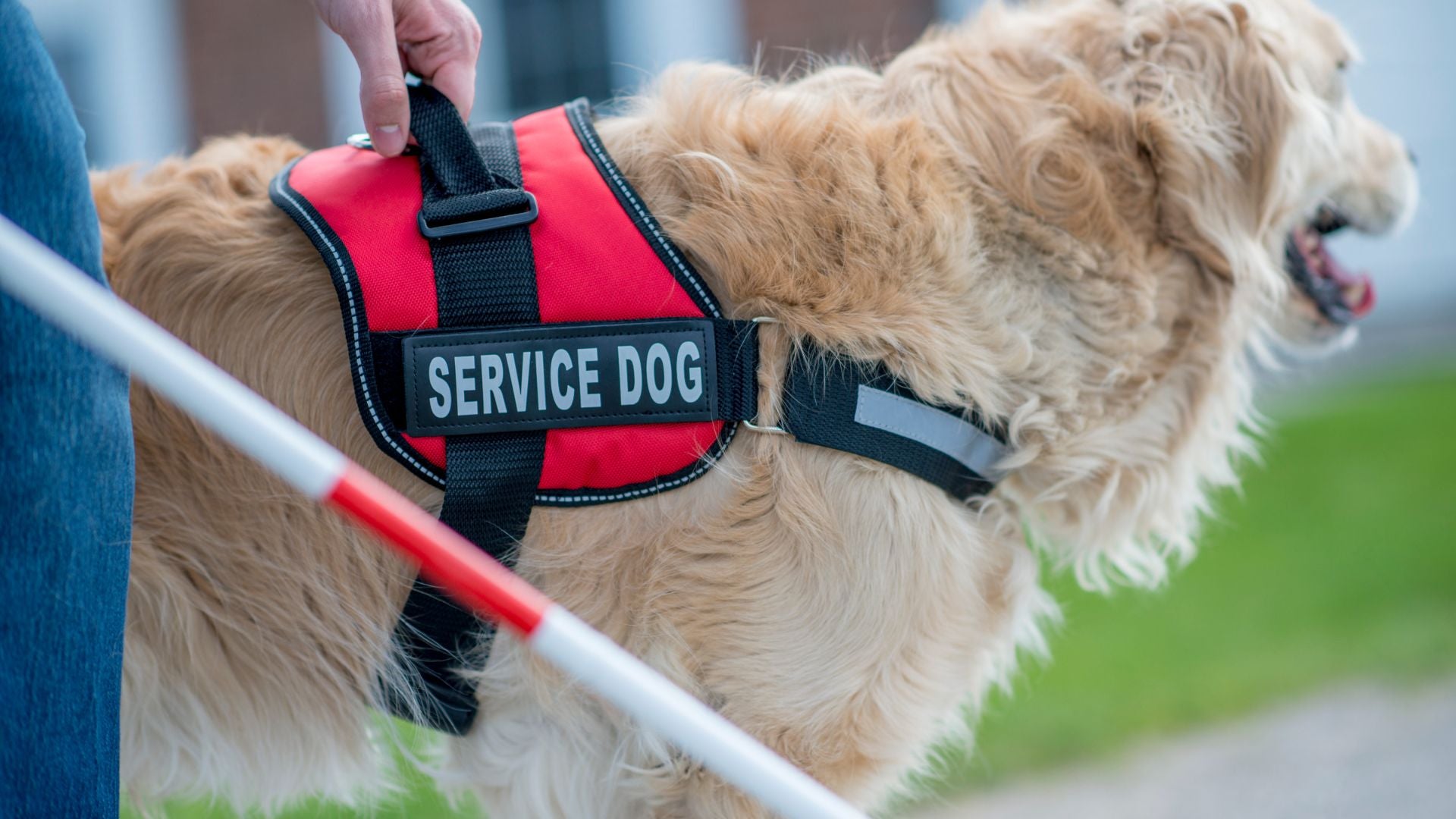 Role of Service Dogs -Their Training and Importance – Knine Culture