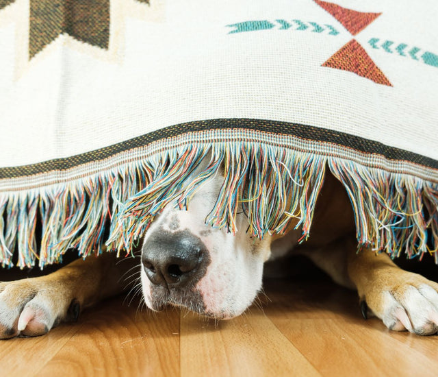 Understanding Common Dog Fears and Phobias – Knine Culture