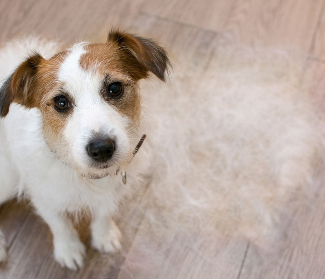 Which Dogs Do Not Shed? Find Your Right One! – Knine Culture