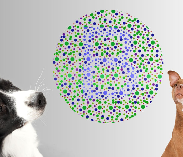 Are Dogs Color Blind? Yes, or No? – Knine Culture