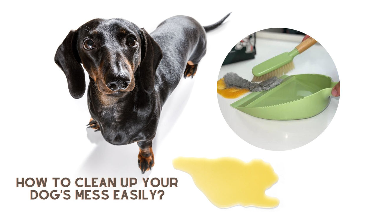 How to Clean Up Your Dog’s Mess Easily? – Knine Culture