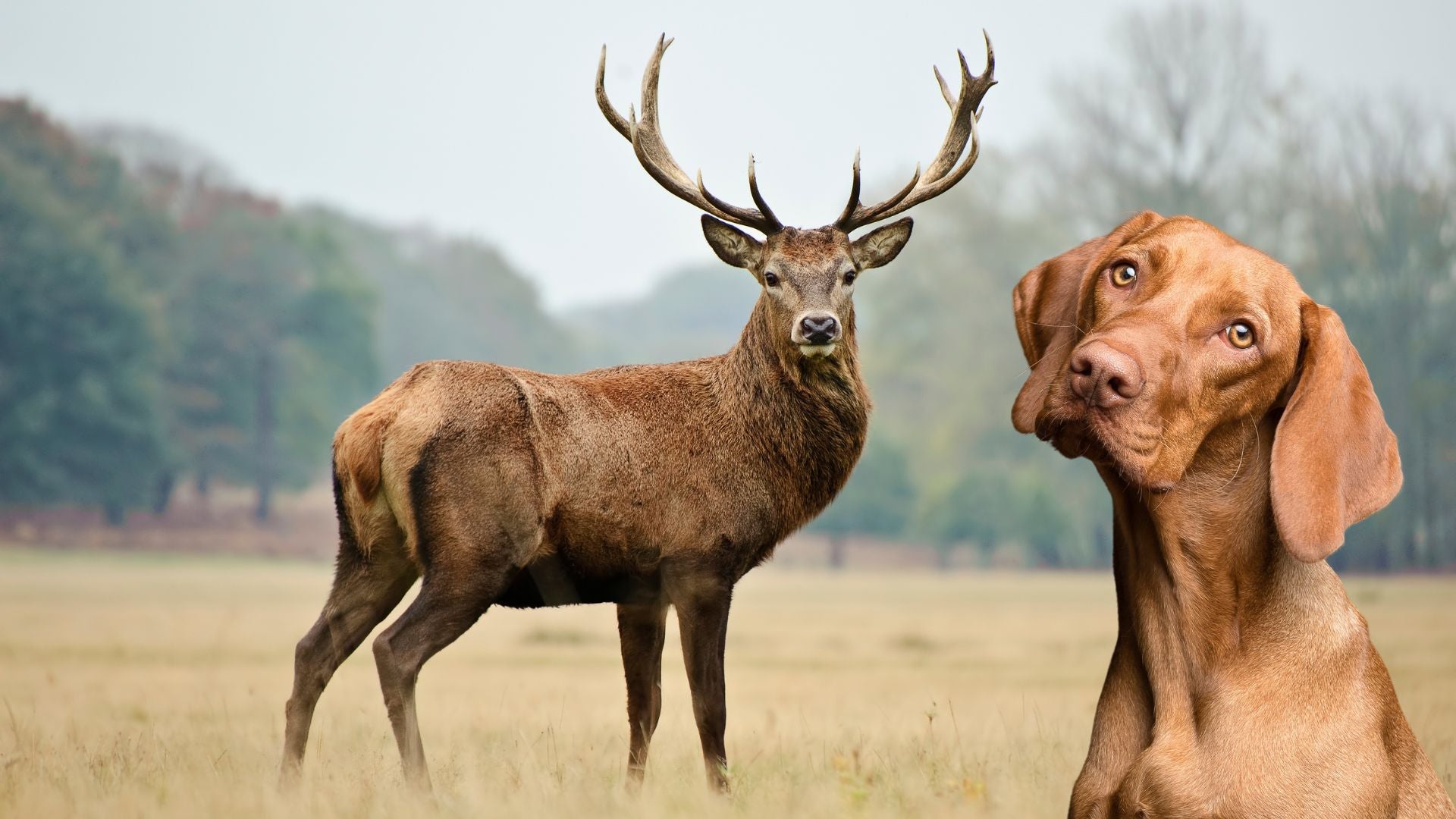 Top 10 Benefits of Venison Dog Treats in Singapore – Knine Culture