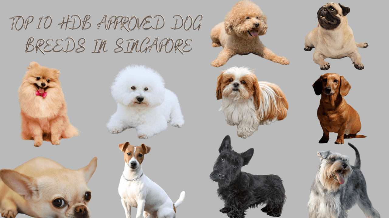 Top 10 HDB Approved Dog Breeds in Singapore – Knine Culture