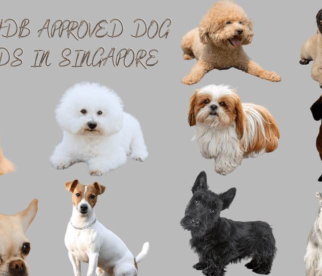 Top 10 HDB Approved Dog Breeds in Singapore – Knine Culture