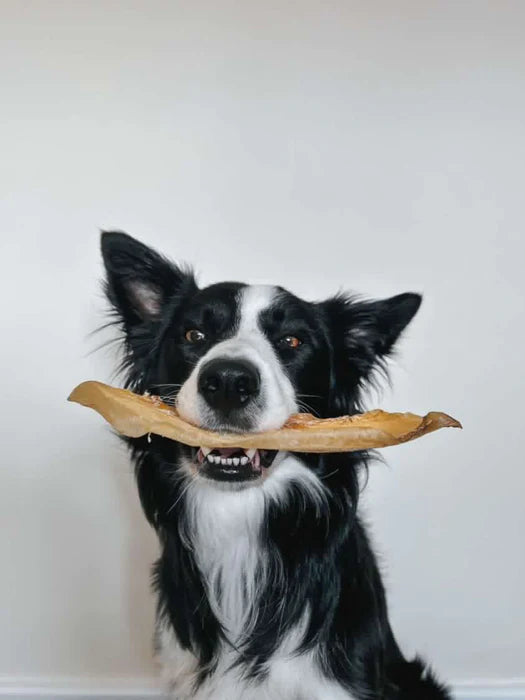 Golden Moon Bone (no actual bone)